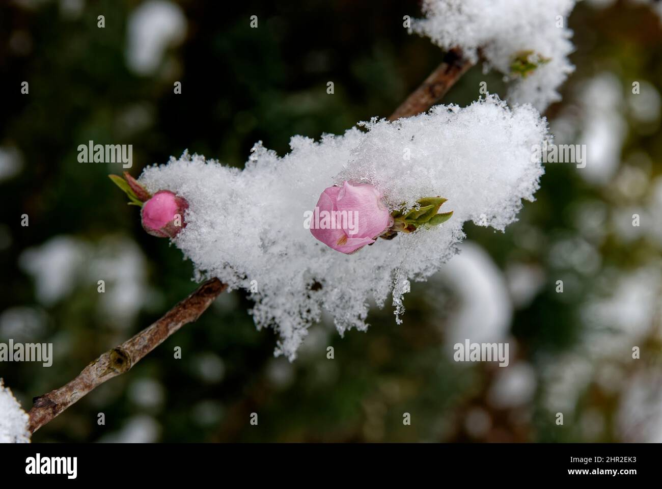 Frozen buds of peach flowers. A branch of a peach tree with flowers ...