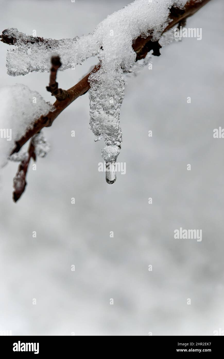 Frozen snow on twig hi-res stock photography and images - Alamy