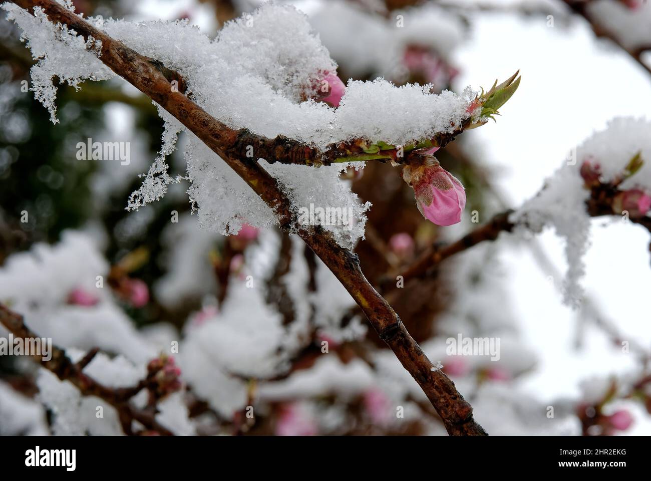 Orchard in the snow. A branch of a peach tree with flower undeveloped ...