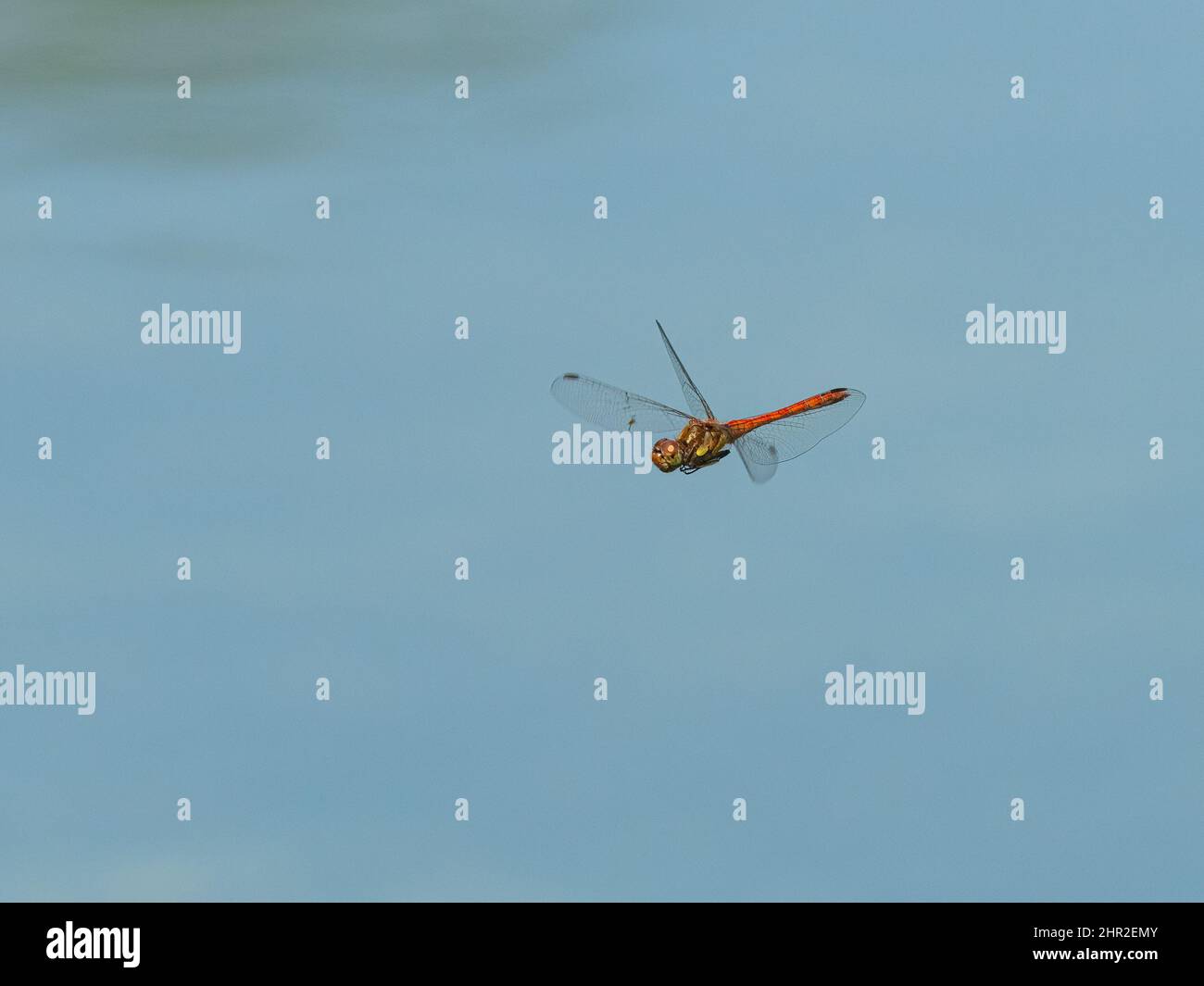 A common darter (Sympetrum striolatum) flying over open water, sunny ...