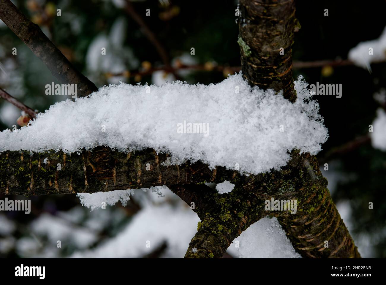 Winter branch structure hi-res stock photography and images - Alamy
