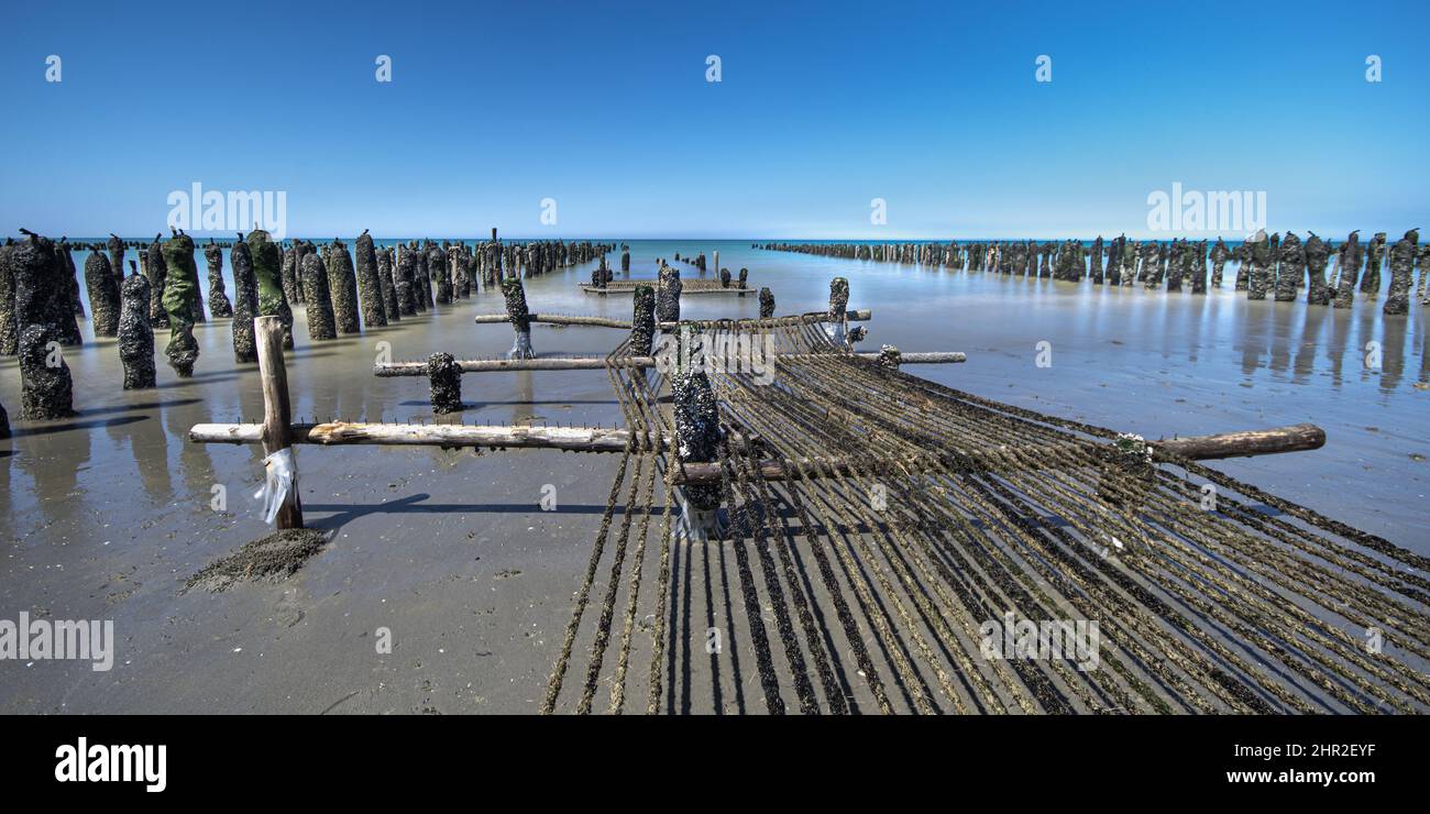 Les moules de bouchots entre le Crotoy et Quend plage, les dunes et les ...