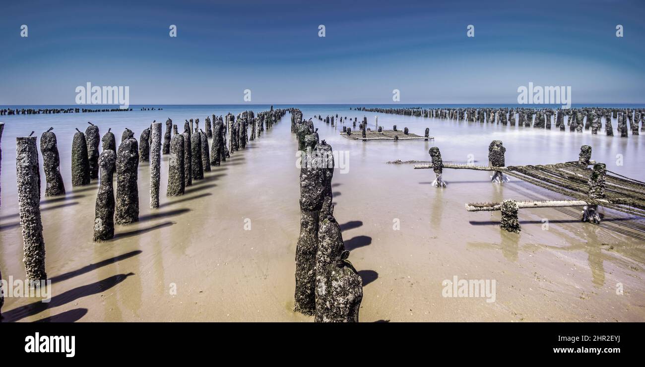 Les moules de bouchots entre le Crotoy et Quend plage, les dunes et les ...