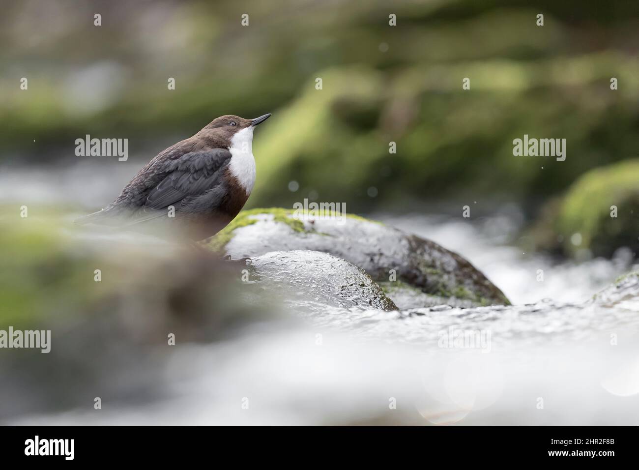 Fine art portrait of European dipper in summer season (Cinclus cinclus ...