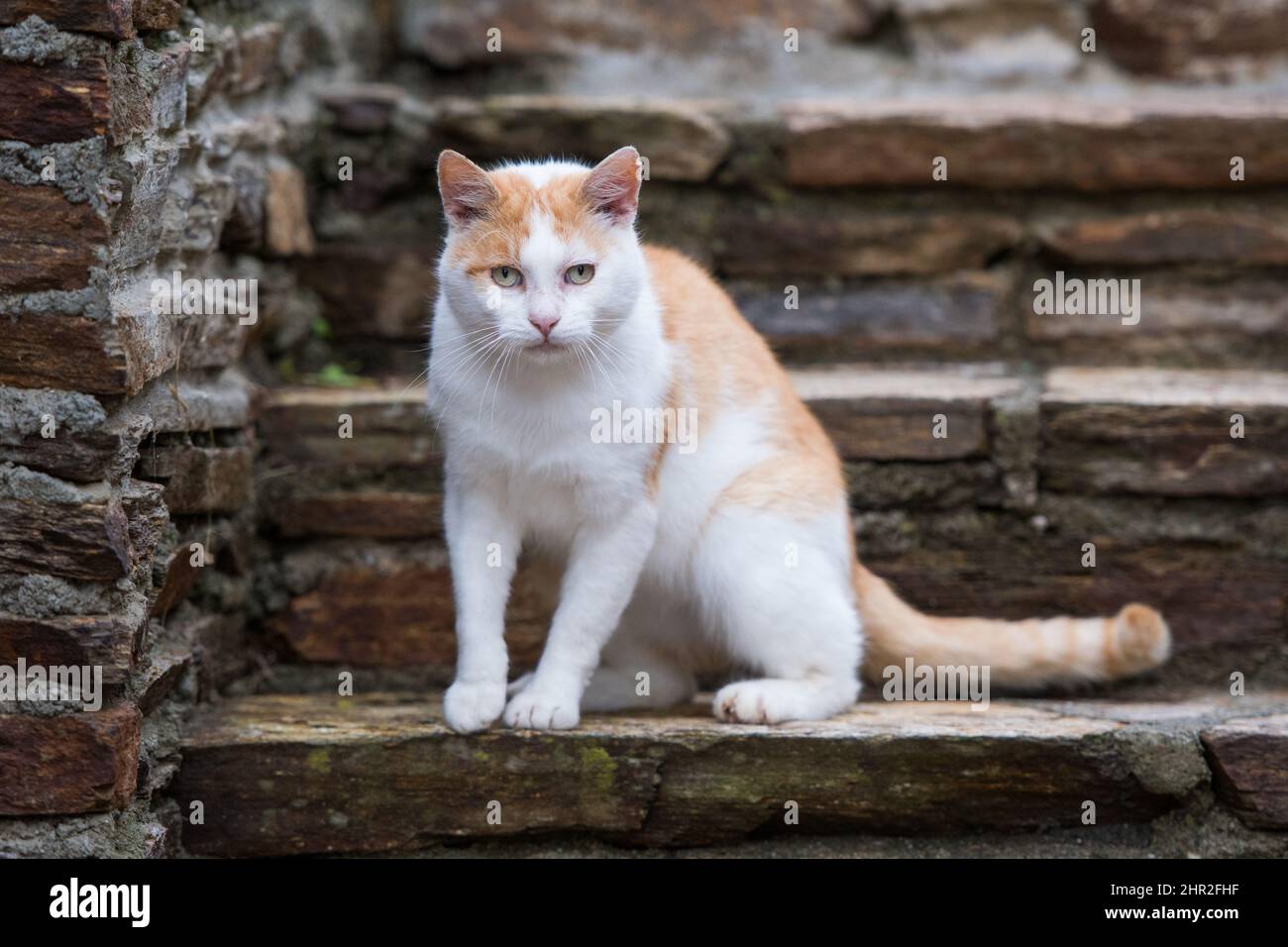 Cute stray farm cat hi-res stock photography and images - Alamy