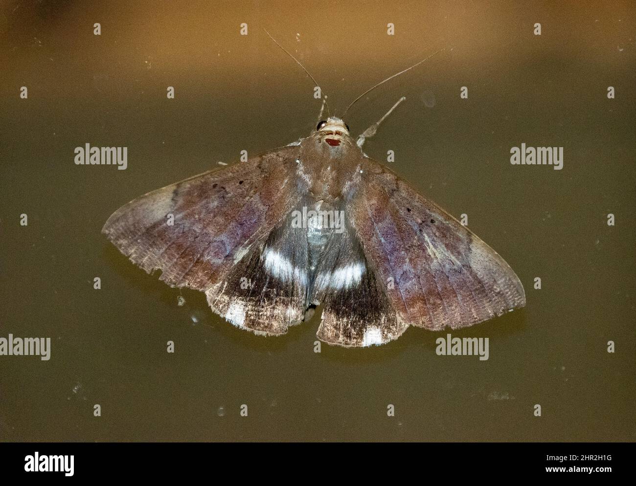 Australian White underwing moth, Achaea eusciasta, resting on dark surface. Summer in Queensland ...