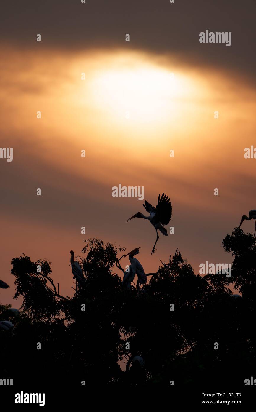 Painted Stork flying early morning from their nest Stock Photo - Alamy