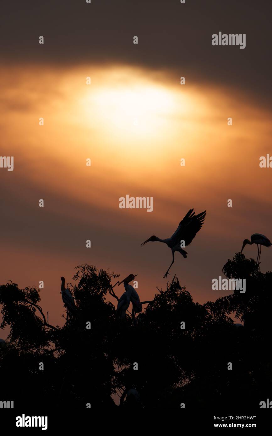 Stork flying silhouette hi-res stock photography and images - Alamy