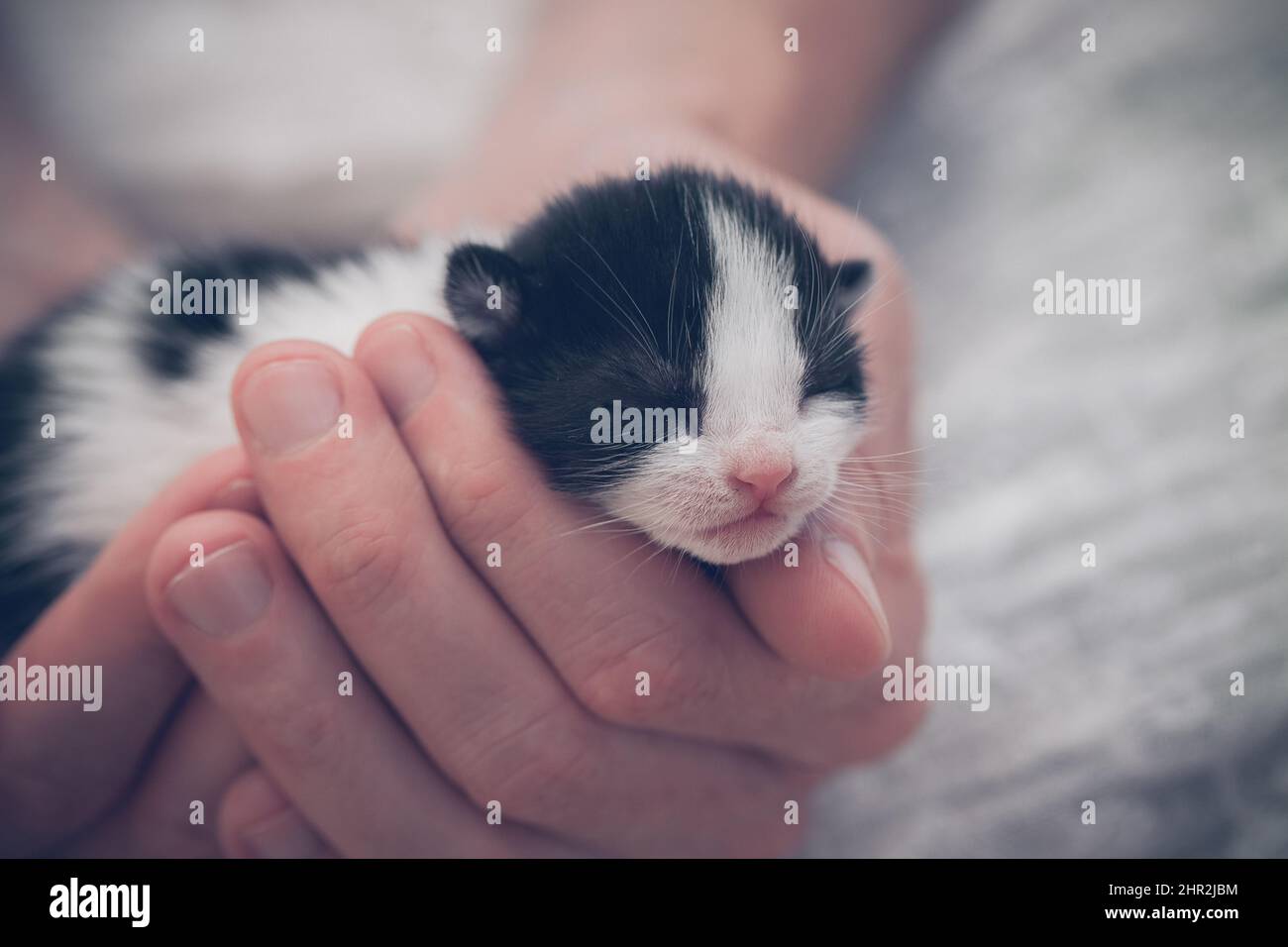 Little sleeping kitten in the human hands Stock Photo - Alamy
