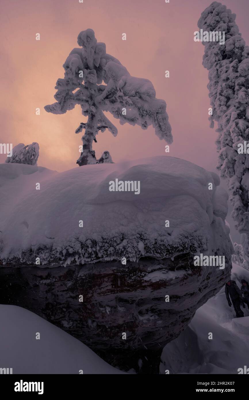frozen Landscape with pink color, mountains, forest covered with snow ...