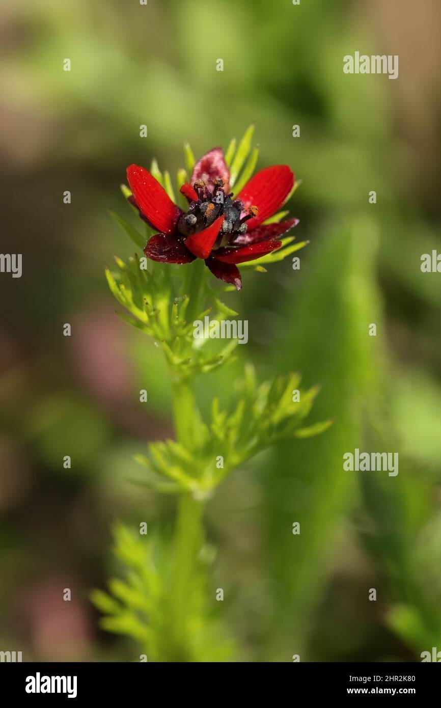 Pheasant's-eye (Adonis annua), Norfolk, UK Stock Photo - Alamy
