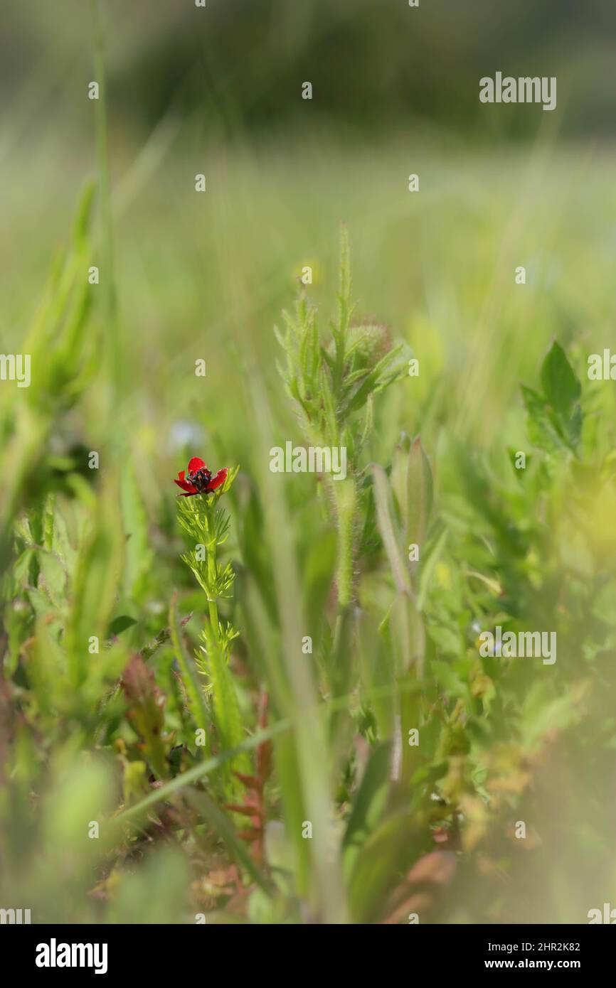 Pheasant's-eye (Adonis annua), Norfolk, UK Stock Photo - Alamy