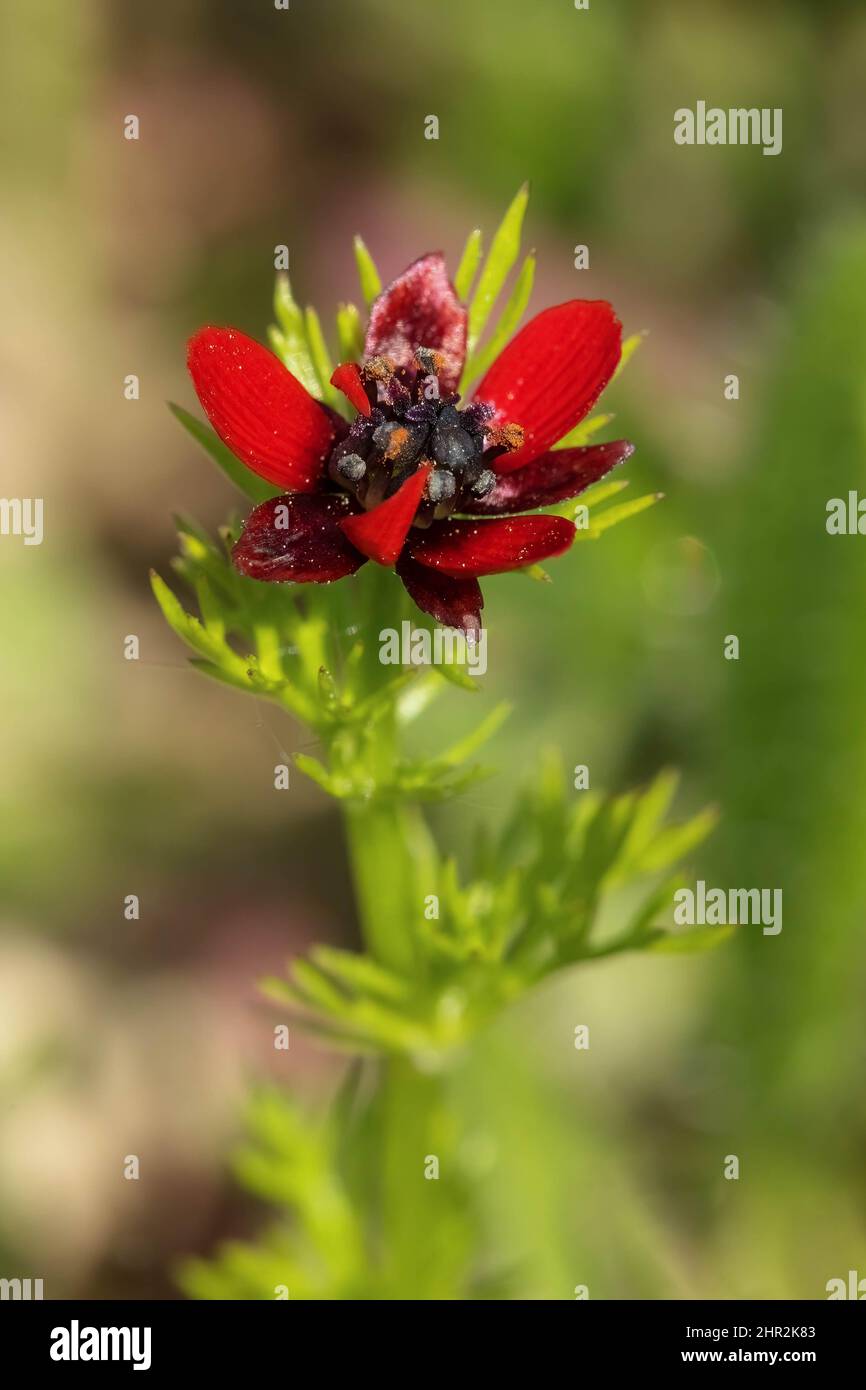Pheasant's-eye (Adonis annua), Norfolk, UK Stock Photo - Alamy
