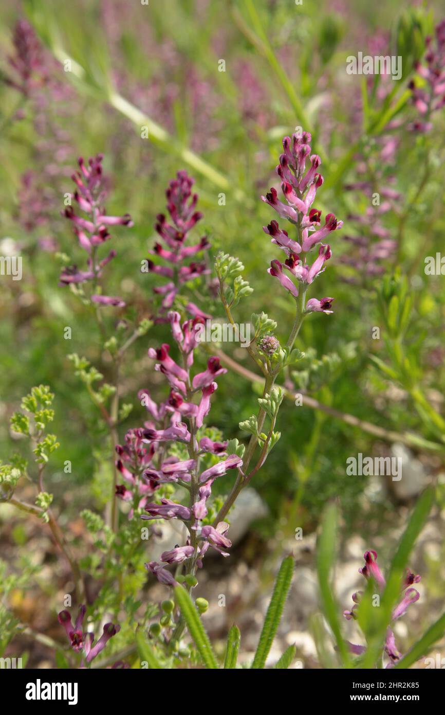Fumaria officinalis hi-res stock photography and images - Alamy