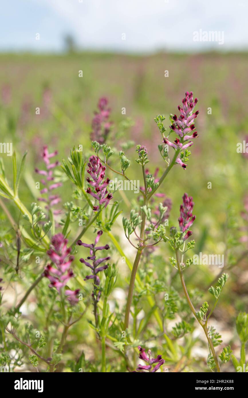 Common Fumitory (Fumaria officinalis), Norfolk, UK Stock Photo - Alamy