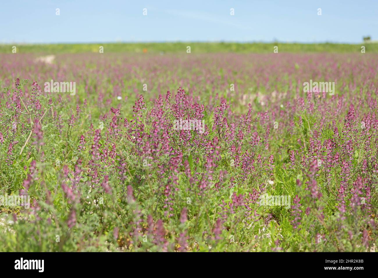 Common Fumitory (Fumaria officinalis), Norfolk, UK Stock Photo - Alamy
