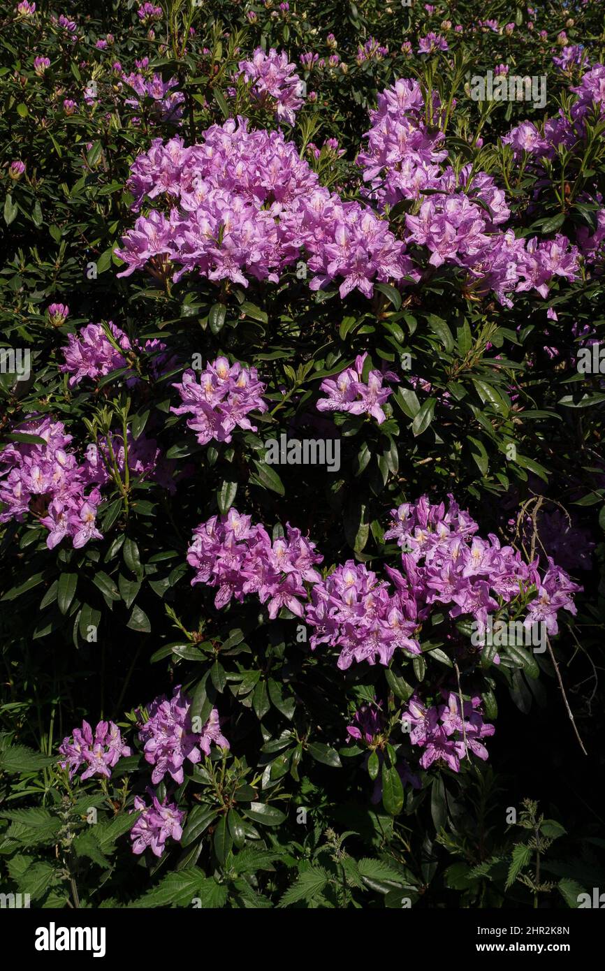 Ponticum hi-res stock photography and images - Alamy