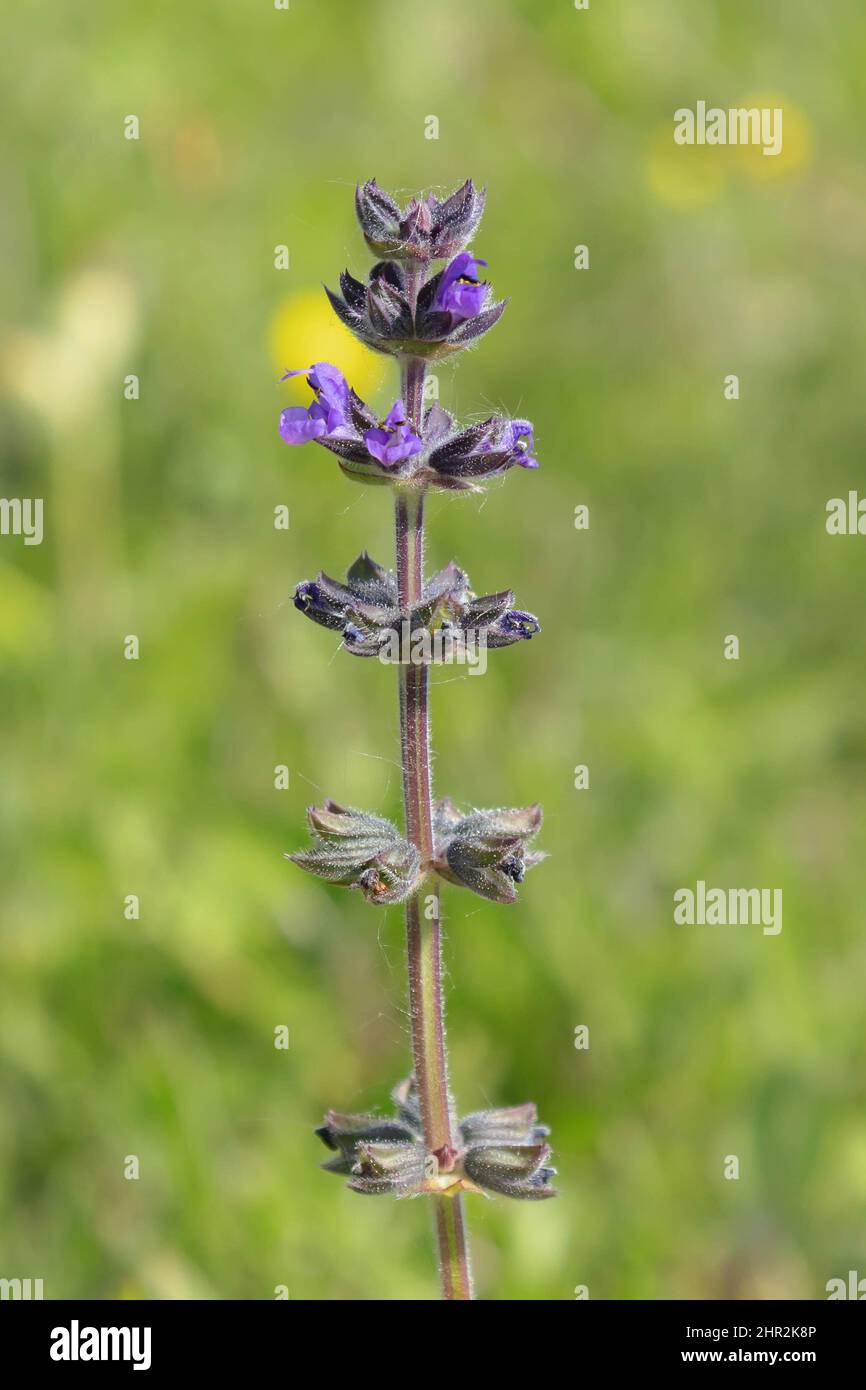 Wild Clary (Salvia verbenacea), Norfolk, UK Stock Photo - Alamy