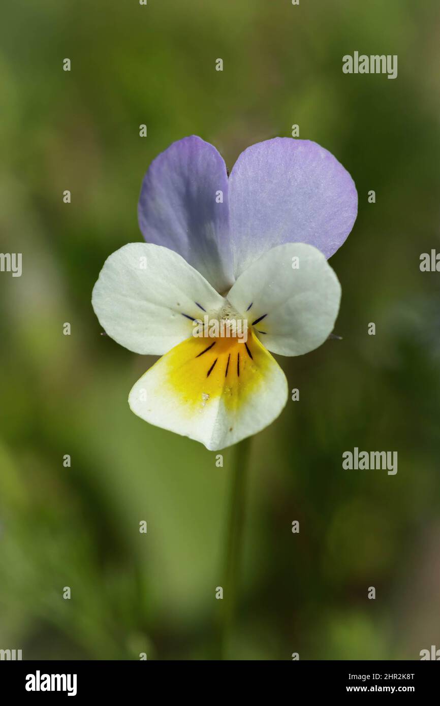 Field Pansy (Viola arvensis), Norfolk, UK Stock Photo - Alamy
