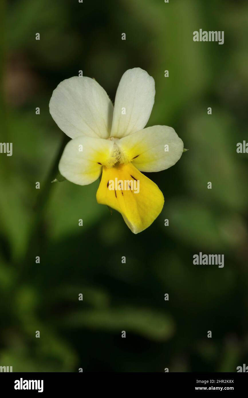 Field Pansy (Viola arvensis), Norfolk, UK Stock Photo - Alamy