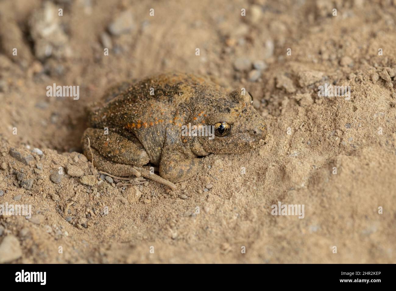 Common Midwife Toad (Alytes obstetricans), Piedrafita, Spanish Pyrenees ...