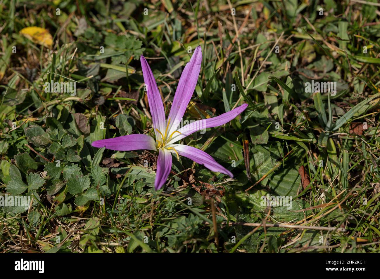 Pyrenean Saffron (Colchicum montanum), Piedrafita, Spanish Pyrenees ...