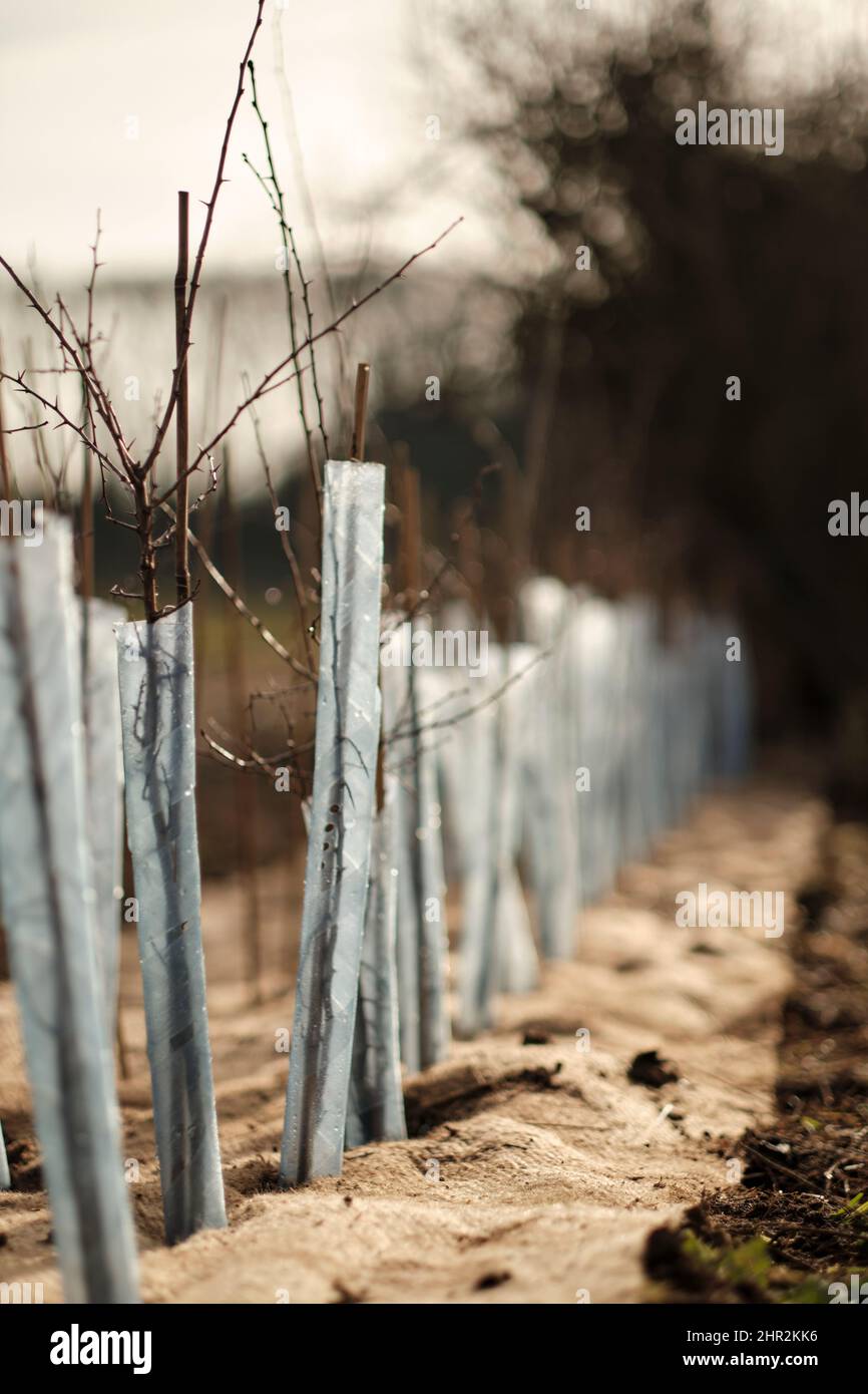 Gap in the hedge hi-res stock photography and images - Alamy
