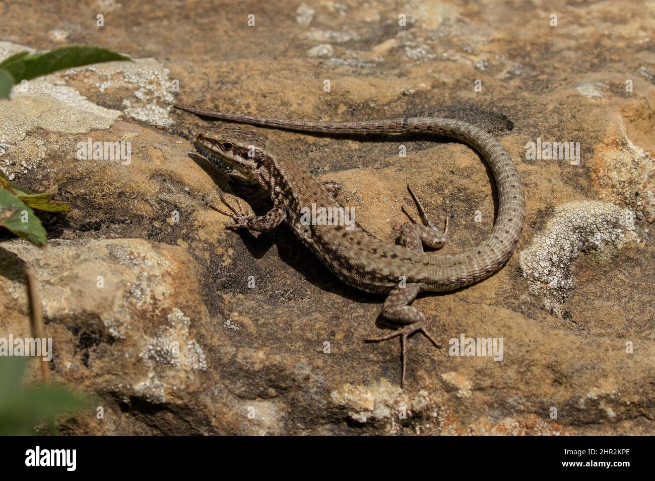 Common Wall Lizard (Podarcis muralis), Piedrafita, Spanish Pyrenees ...