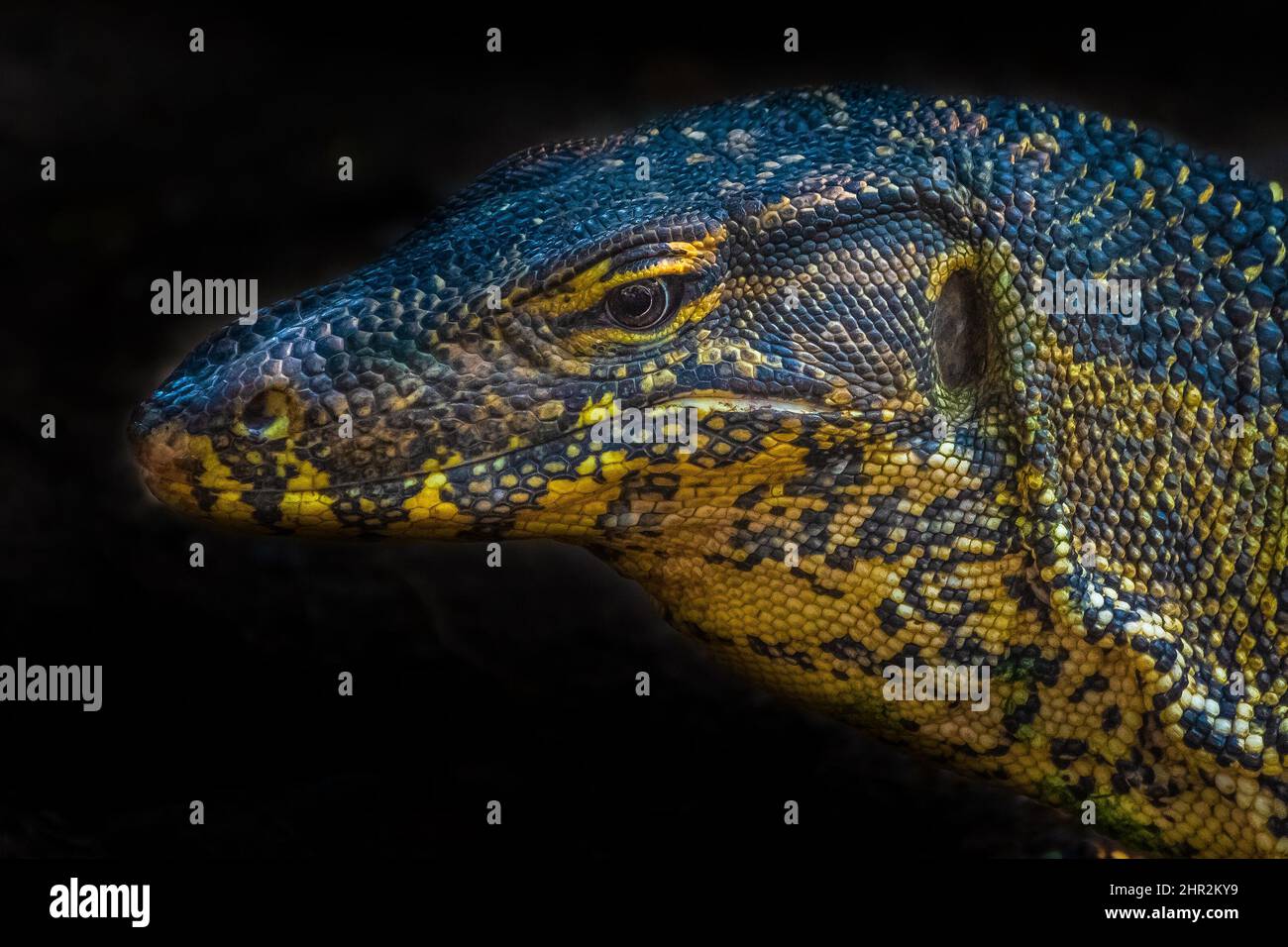 Wild monitor lizard in Lumphini Park, Bangkok, Thailand Stock Photo - Alamy