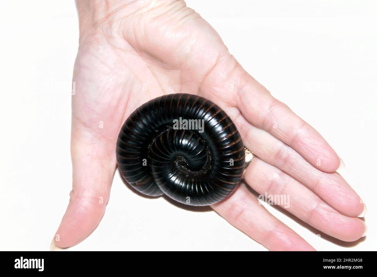 Close-up of an African Giant Millipede, coiled-up, on a women's hand ...