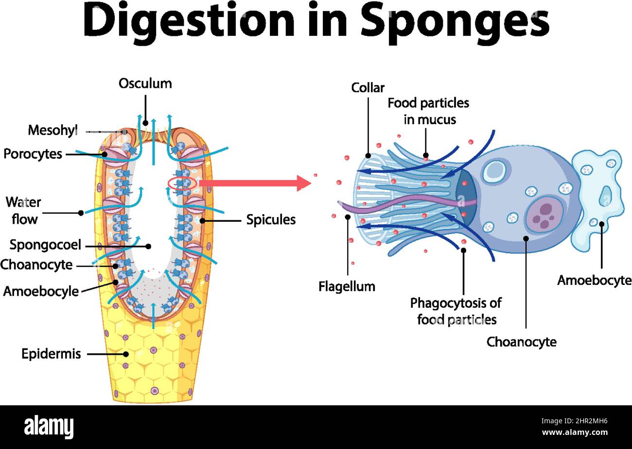 Diagram showing digestion in sponges illustration Stock Vector Image ...