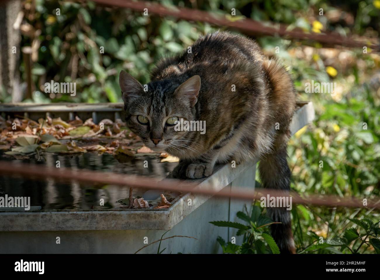 Pyrenees cat hi-res stock photography and images - Alamy