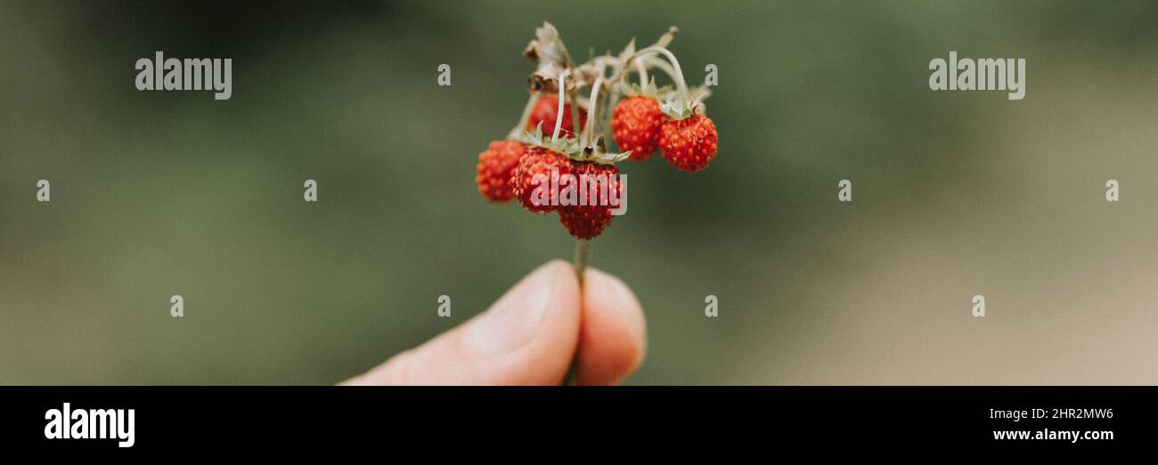 noisy grainy effect photo of sprig of wild berry strawberries in man's ...