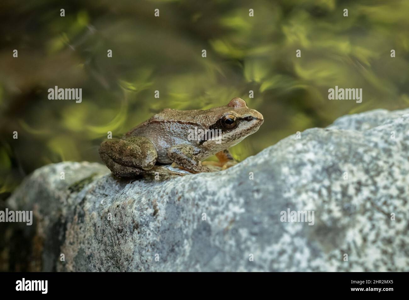 Pyrenees frog hi-res stock photography and images - Alamy
