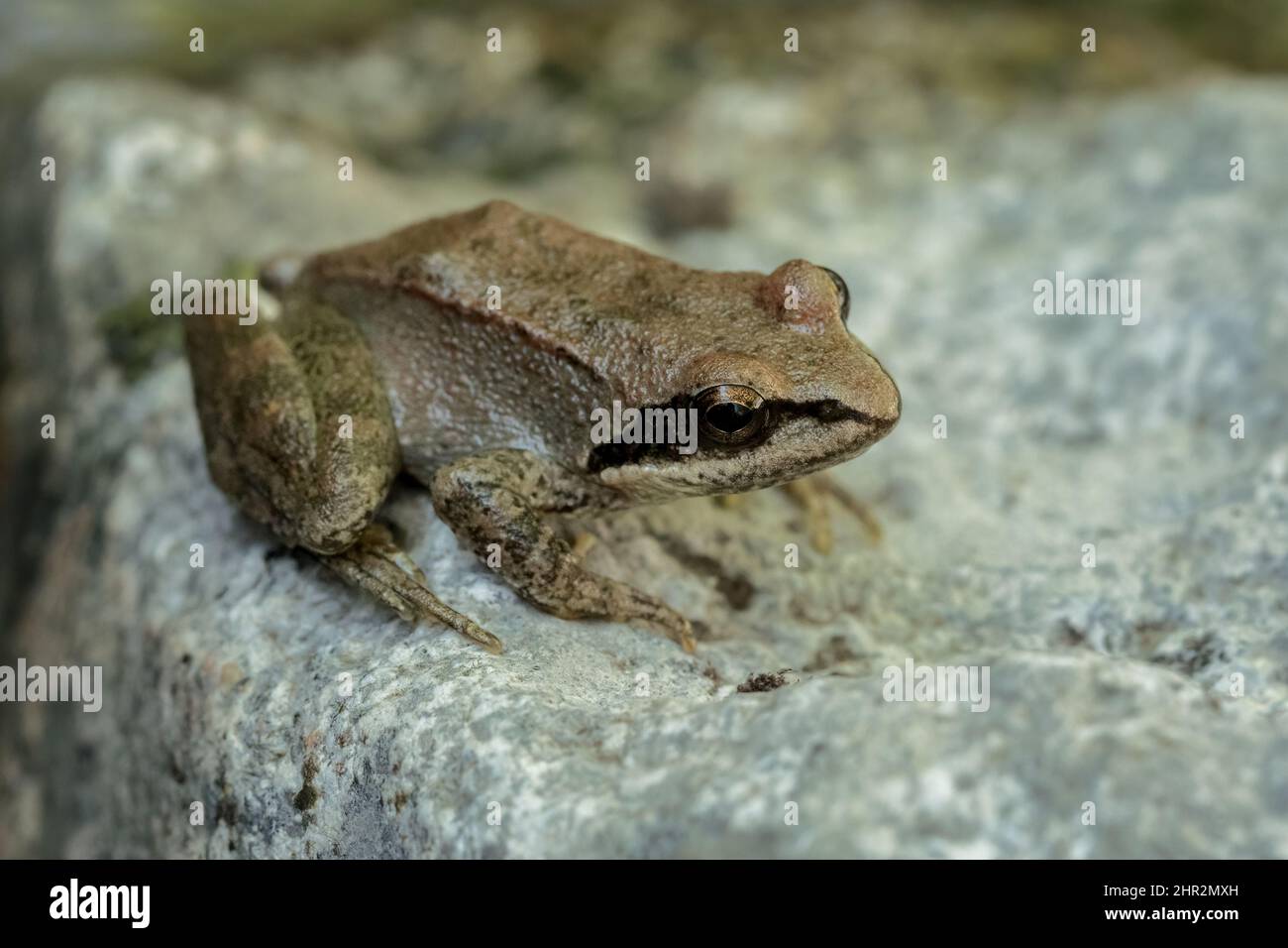 Pyrenean Frog (Rana pyrenaica), Biescas, Spanish Pyrenees Stock Photo ...