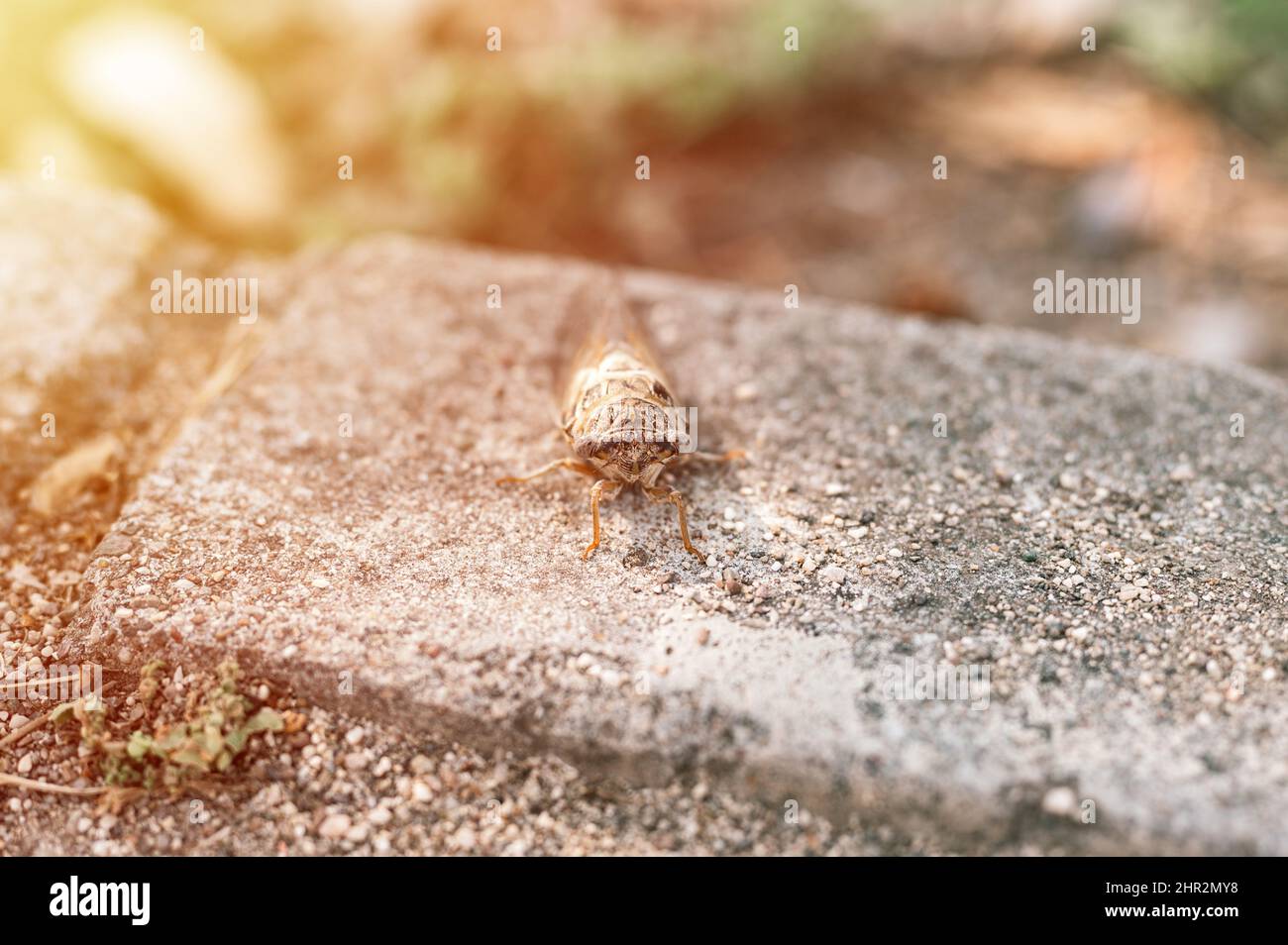 cicada cicadidae a black large flying chirping insect or bug or beetle ...