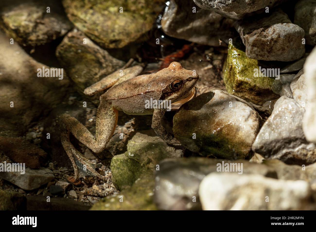 Pyrenean Frog (Rana pyrenaica), Biescas, Spanish Pyrenees Stock Photo ...