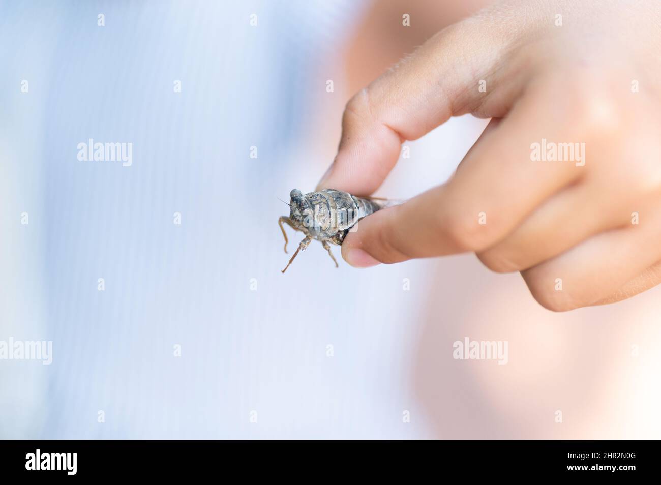 kid hand holding cicada cicadidae a black large flying chirping insect ...