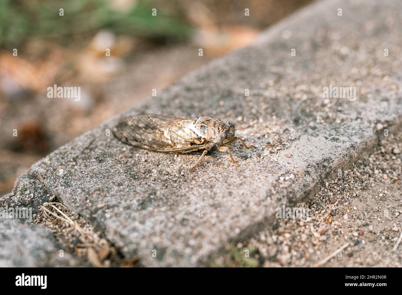 cicada cicadidae a black large flying chirping insect or bug or beetle ...
