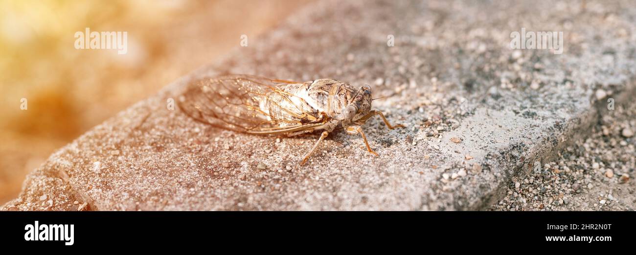 cicada cicadidae a black large flying chirping insect or bug or beetle ...