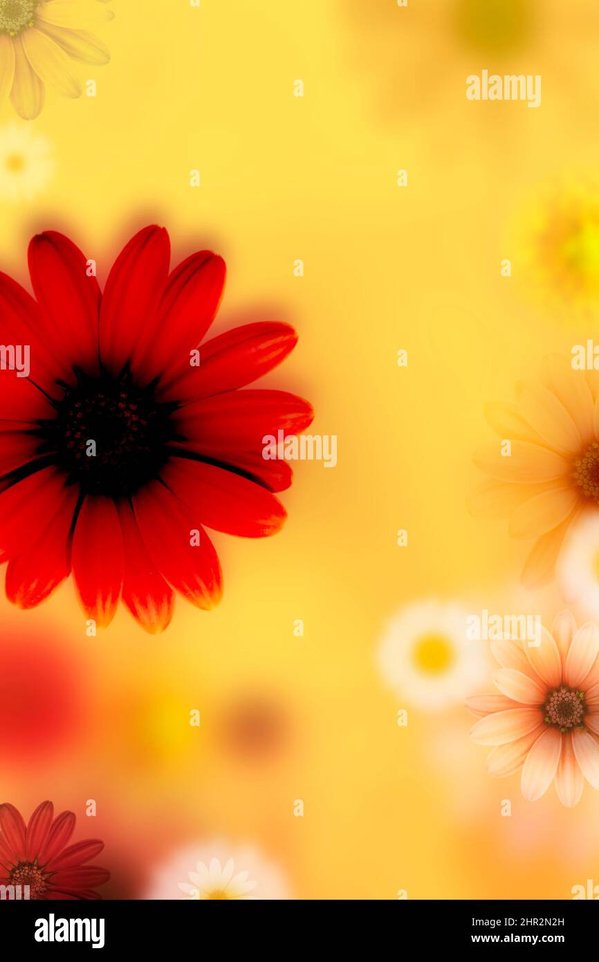 Beautiful and multi-colored floral prints and pretty patterns of ...