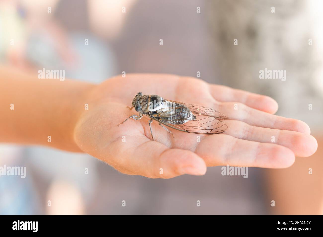 kid hand holding cicada cicadidae a black large flying chirping insect ...