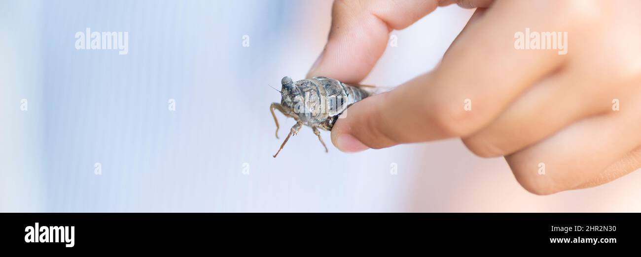 kid hand holding cicada cicadidae a black large flying chirping insect ...