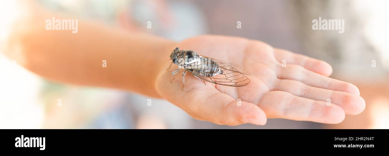 kid hand holding cicada cicadidae a black large flying chirping insect ...