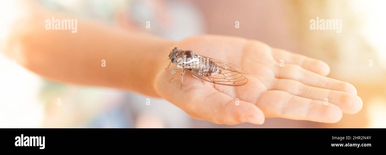kid hand holding cicada cicadidae a black large flying chirping insect ...