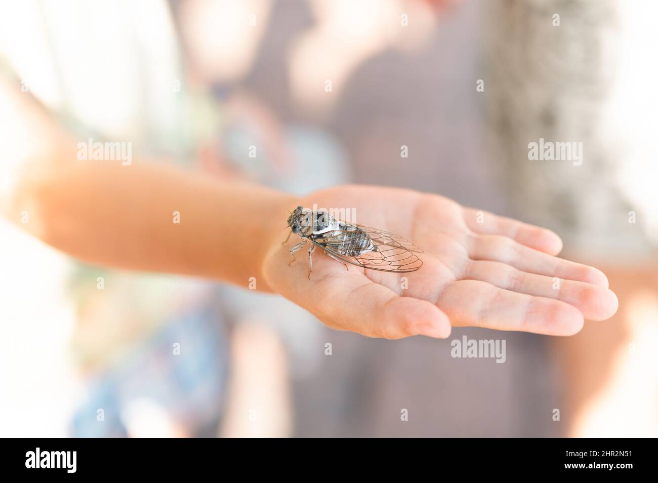kid hand holding cicada cicadidae a black large flying chirping insect ...