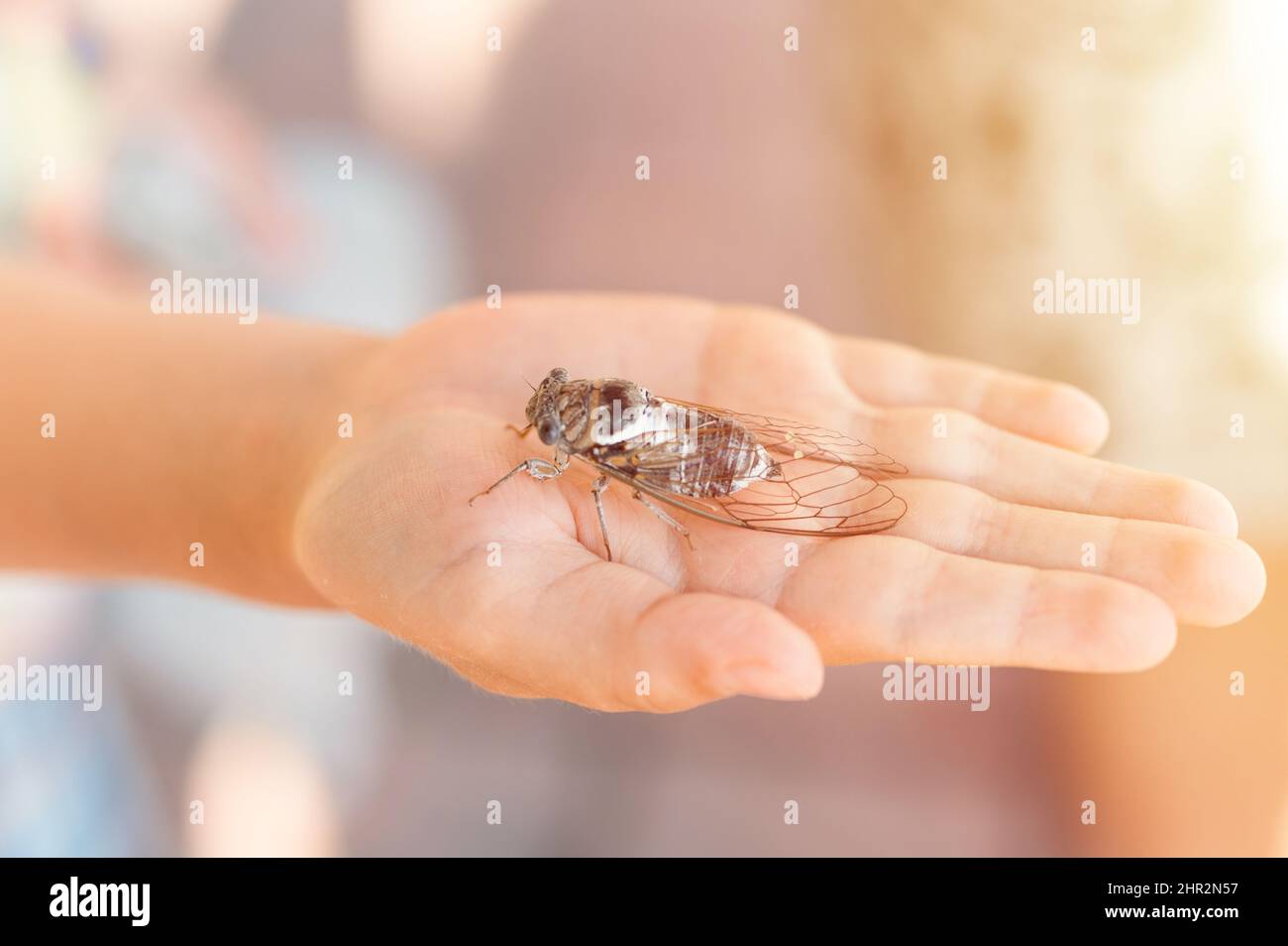 kid hand holding cicada cicadidae a black large flying chirping insect ...