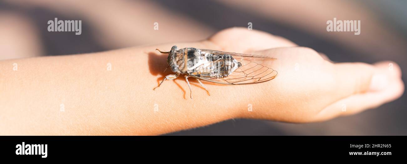 kid hand holding cicada cicadidae a black large flying chirping insect ...