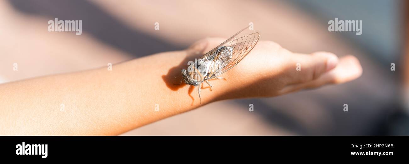 kid hand holding cicada cicadidae a black large flying chirping insect ...