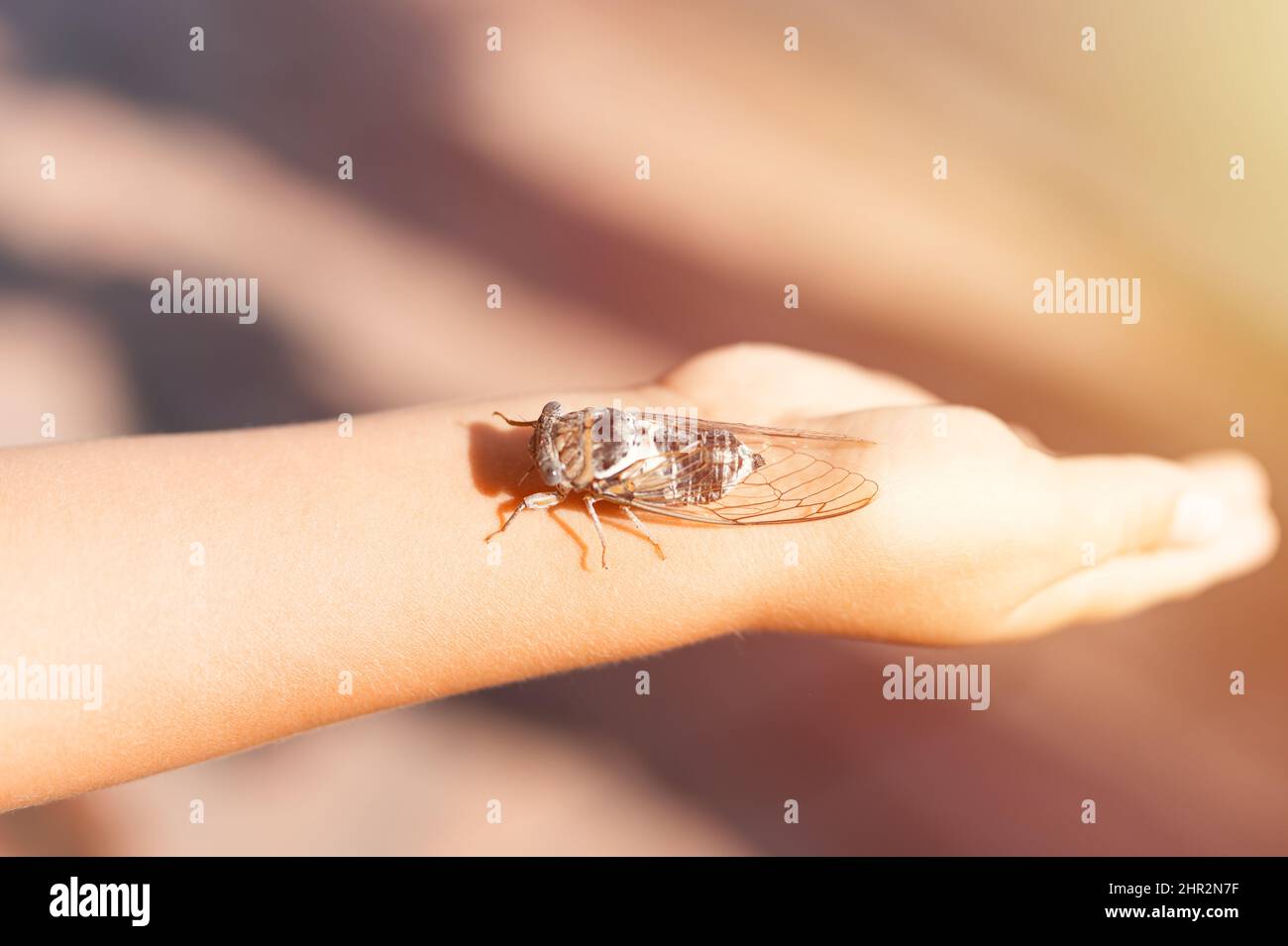 kid hand holding cicada cicadidae a black large flying chirping insect ...